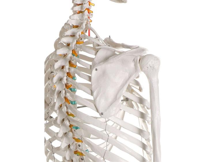 Skelett till undervisning Anatomisk modell - Klubbensport.se