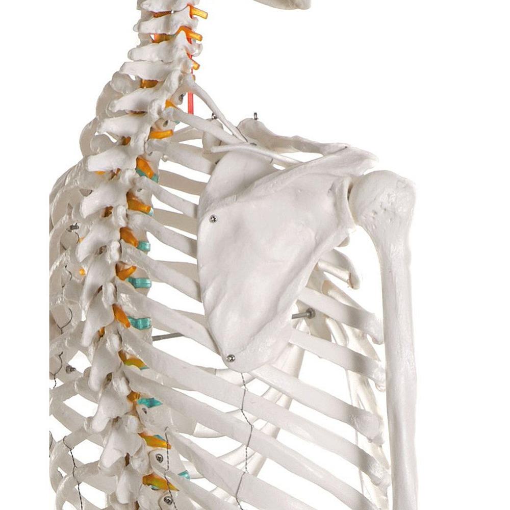 Skjelett til undervisning Anatomisk modell - Klubbensport.se